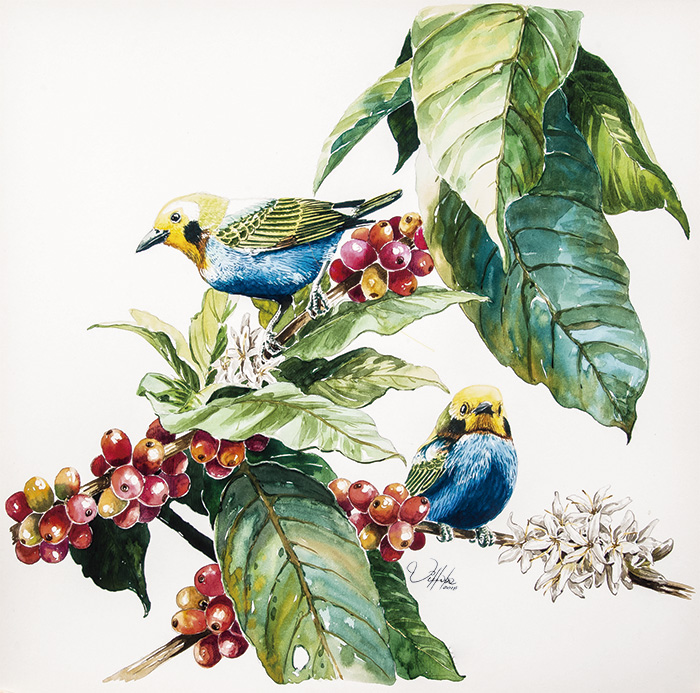 Las aves son esenciales en el cultivo de café