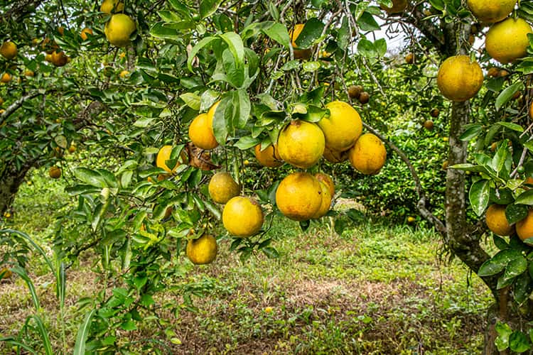 El Suroeste antioqueño es tierra de naranjas dulces y refrescantes