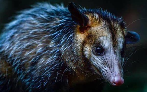 Zarigüeyas en El Poblado - barrio Santa María de Los Ángeles