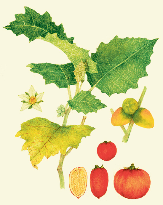 Cocona o lulo amazónico - Vivir en El Poblado