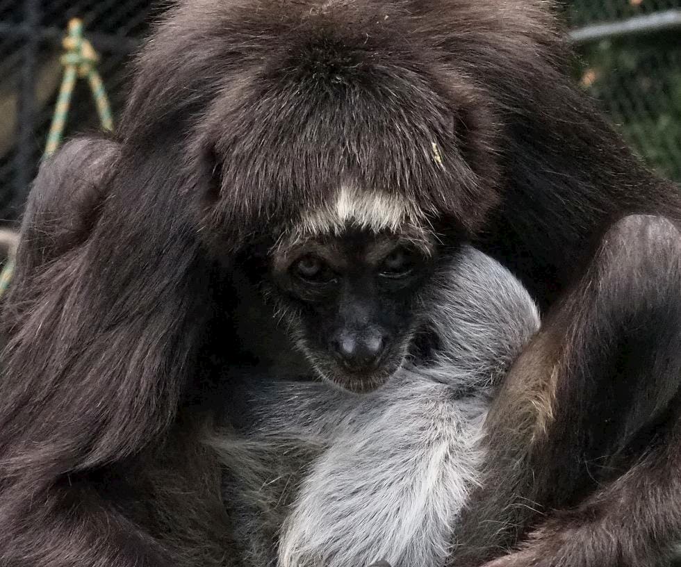 Mono marimonda nació en el zoológico Santa Fé de Medellín - Vivir en El ...