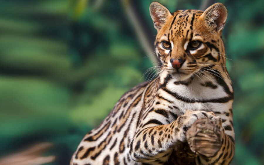 Quebradona protege el hábitat del tigrillo