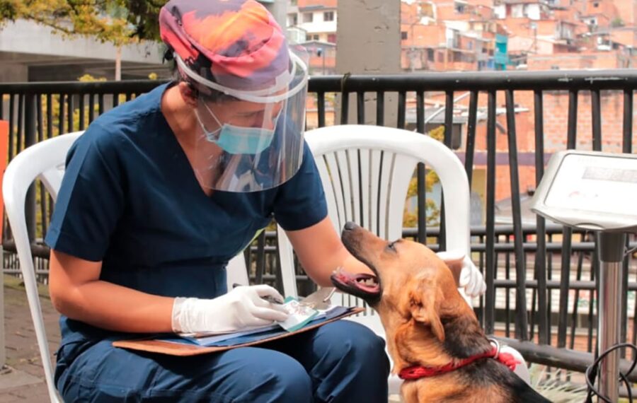 Jornadas De Esterilización De Perros Y Gatos En Medellín Y El Valle De