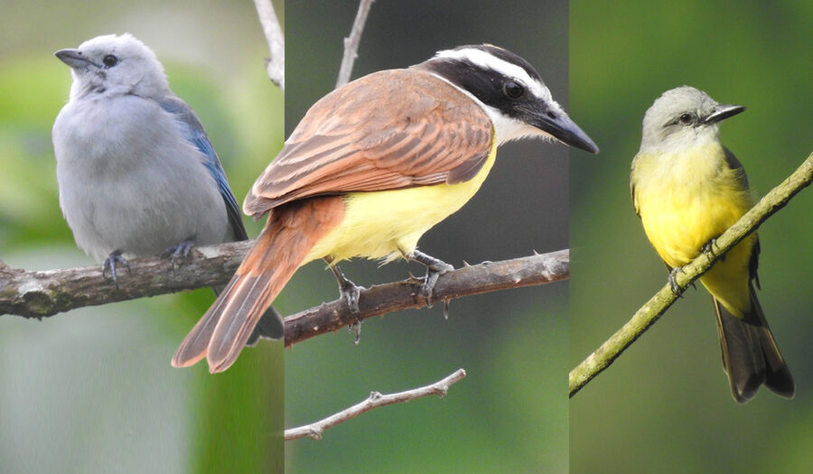 Las aves endémicas de Colombia