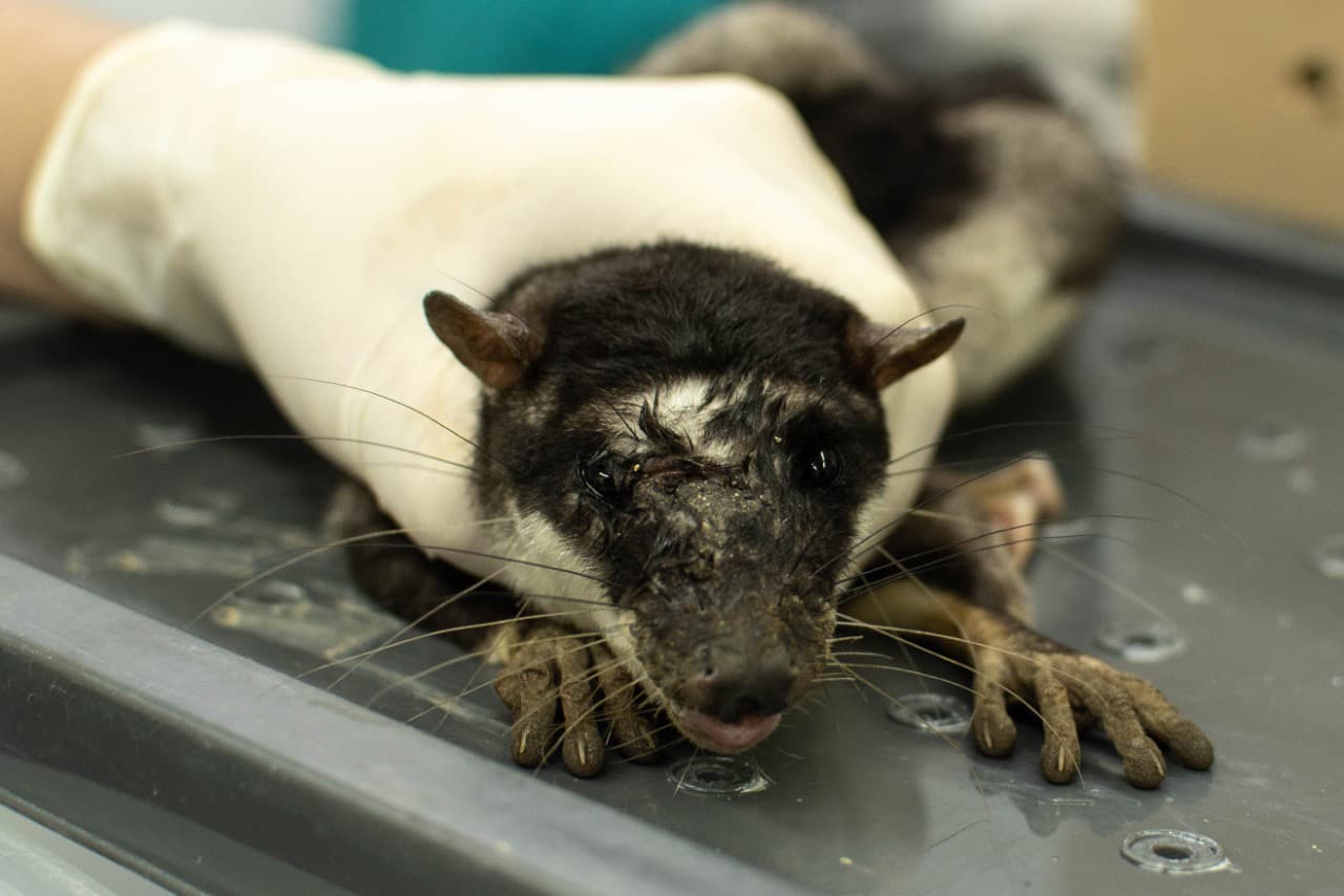 Una chucha de agua rescatada en Universidad Eafit, primer registro de ...