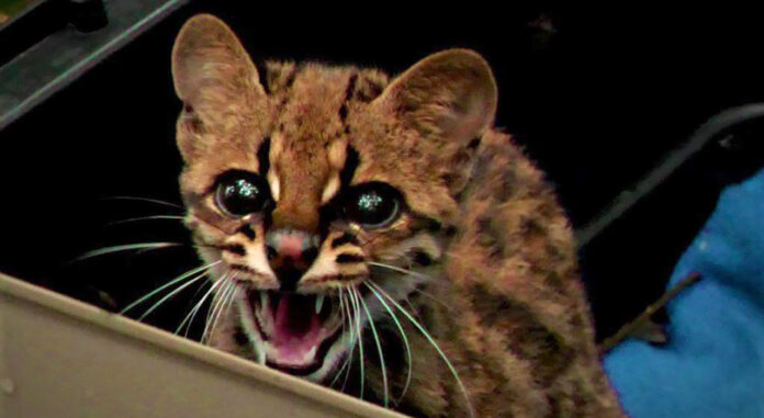 Tigrillo lanudo que fue rehabilitado y liberado en el Suroeste antioqueño