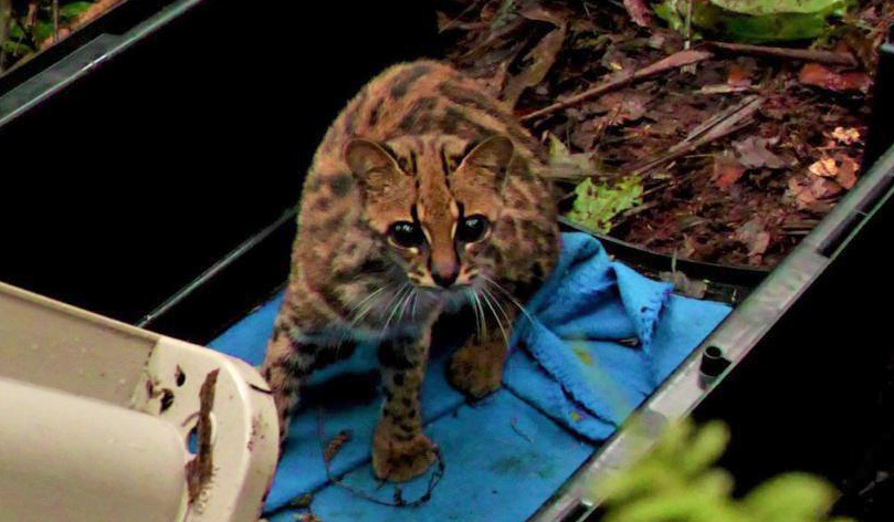 Tigrillo lanudo que fue rehabilitado y liberado en el Suroeste antioqueño