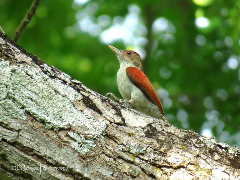 La maravillosa ruta de avistamiento de aves del sur de Colombia