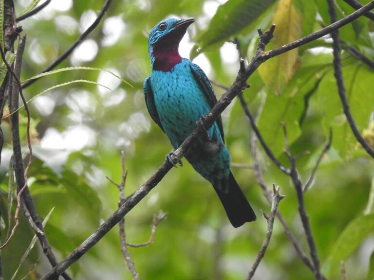 La maravillosa ruta de avistamiento de aves del sur de Colombia