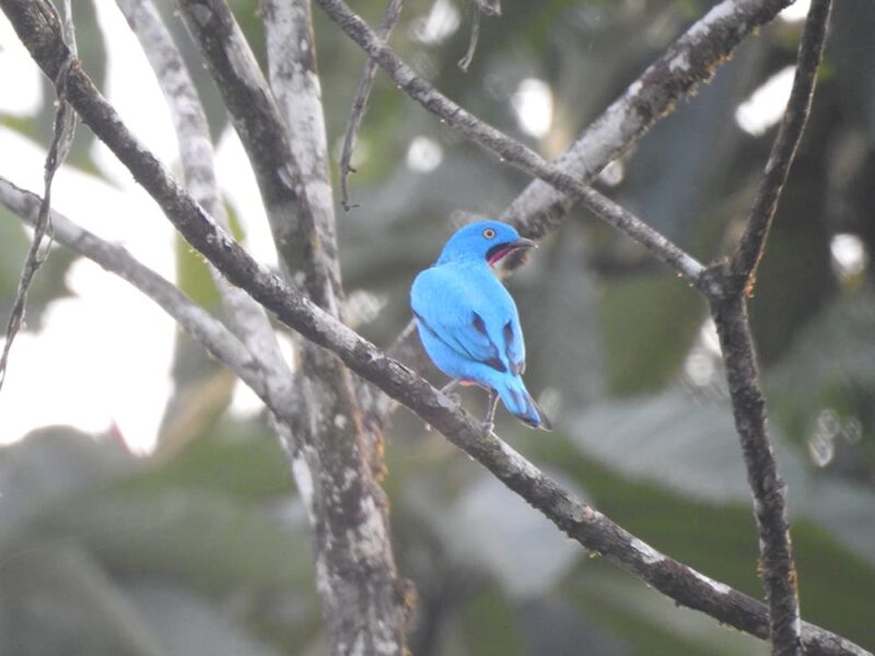 La maravillosa ruta de avistamiento de aves del sur de Colombia