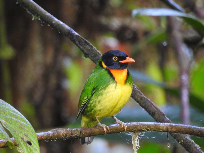 La maravillosa ruta de avistamiento de aves del sur de Colombia