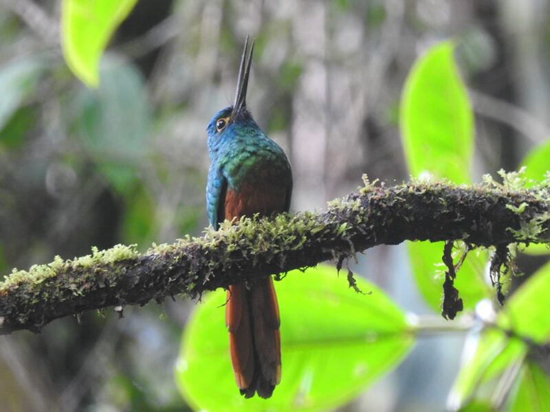 La maravillosa ruta de avistamiento de aves del sur de Colombia