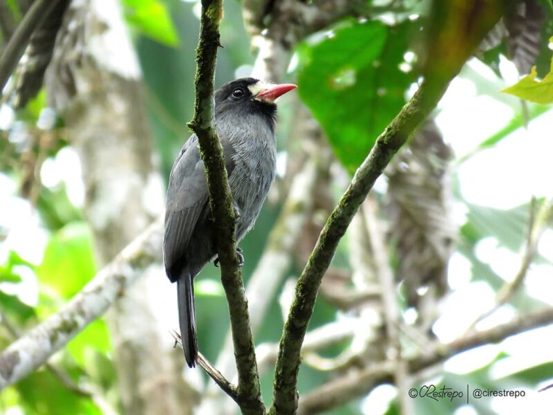 La maravillosa ruta de avistamiento de aves del sur de Colombia