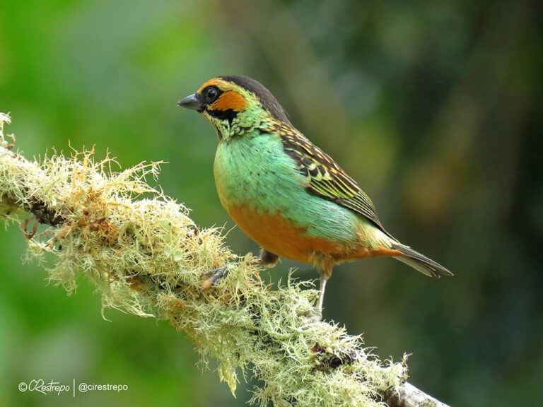 La maravillosa ruta de avistamiento de aves del sur de Colombia