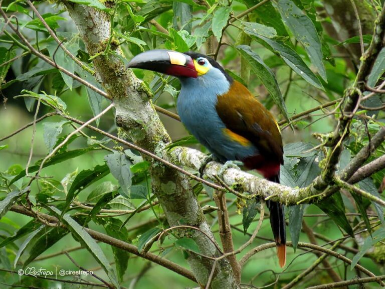 La maravillosa ruta de avistamiento de aves del sur de Colombia