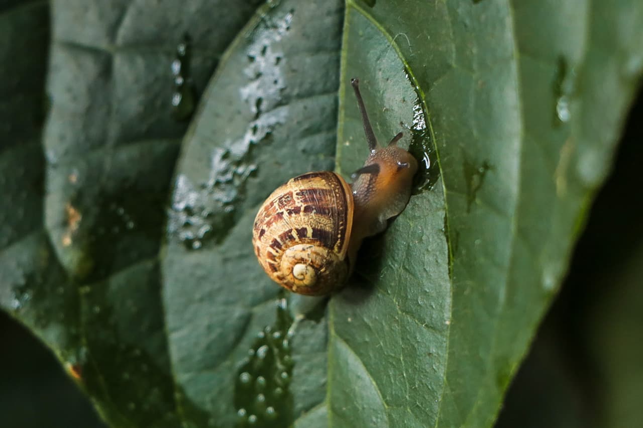 Guía para reconocer los caracoles nativos e invasores en Medellín