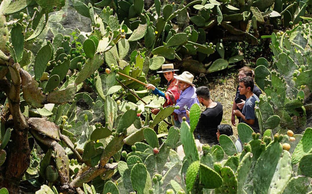 La Ruta del Nopal: recorrer el campo junto con La Savia Vegetal