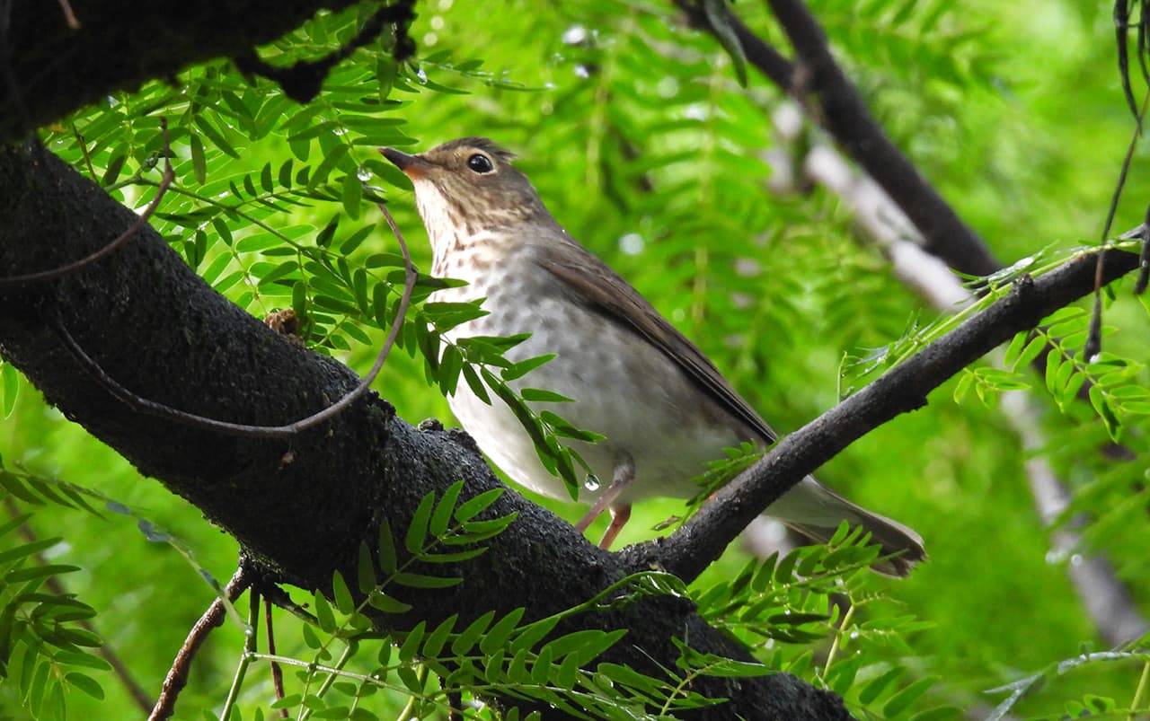 12 aves migratorias fueron avistadas en Medellín