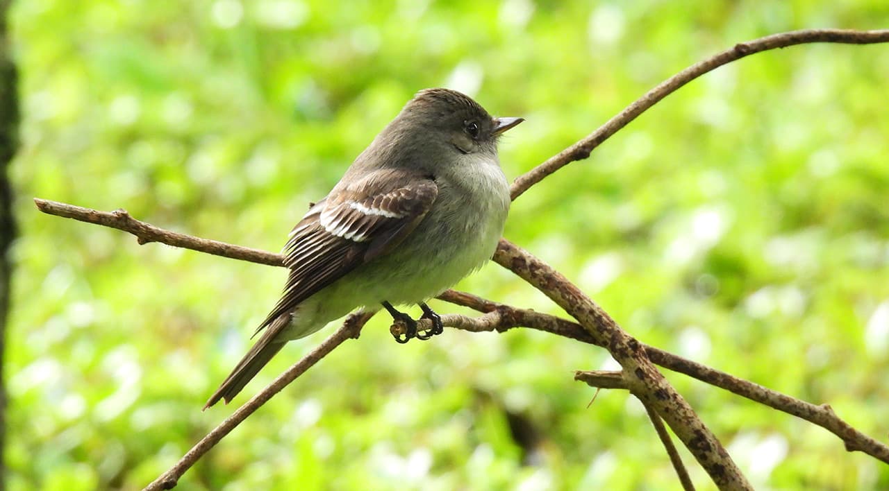 12 aves migratorias fueron avistadas en Medellín