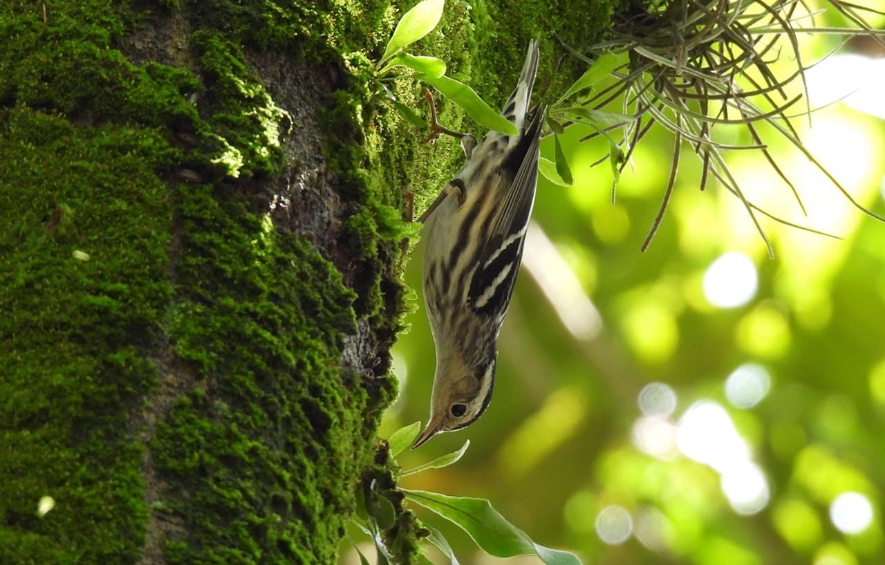 12 aves migratorias fueron avistadas en Medellín