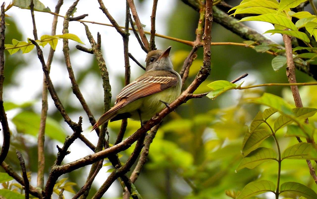 12 aves migratorias fueron avistadas en Medellín