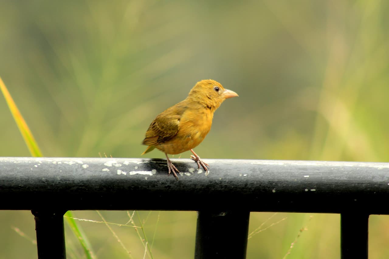 12 aves migratorias fueron avistadas en Medellín