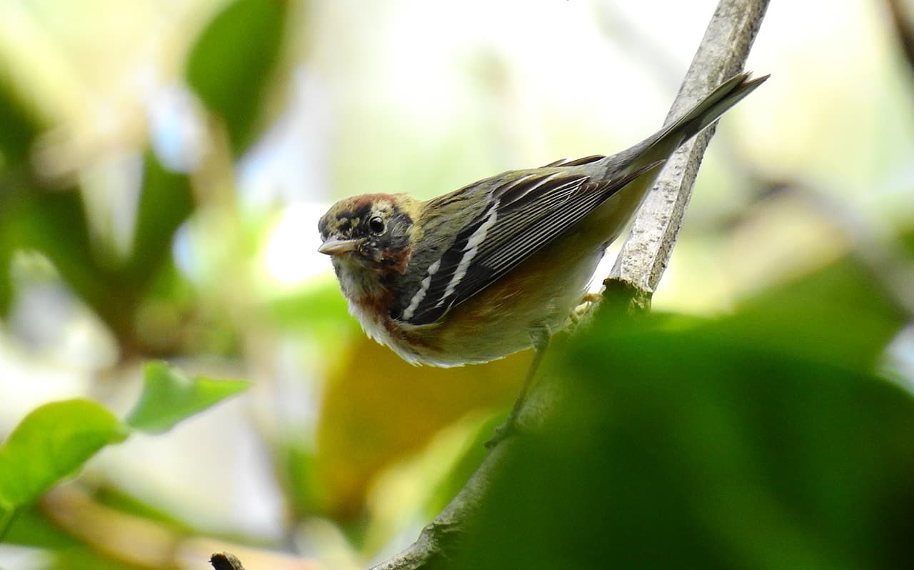 12 aves migratorias fueron avistadas en Medellín