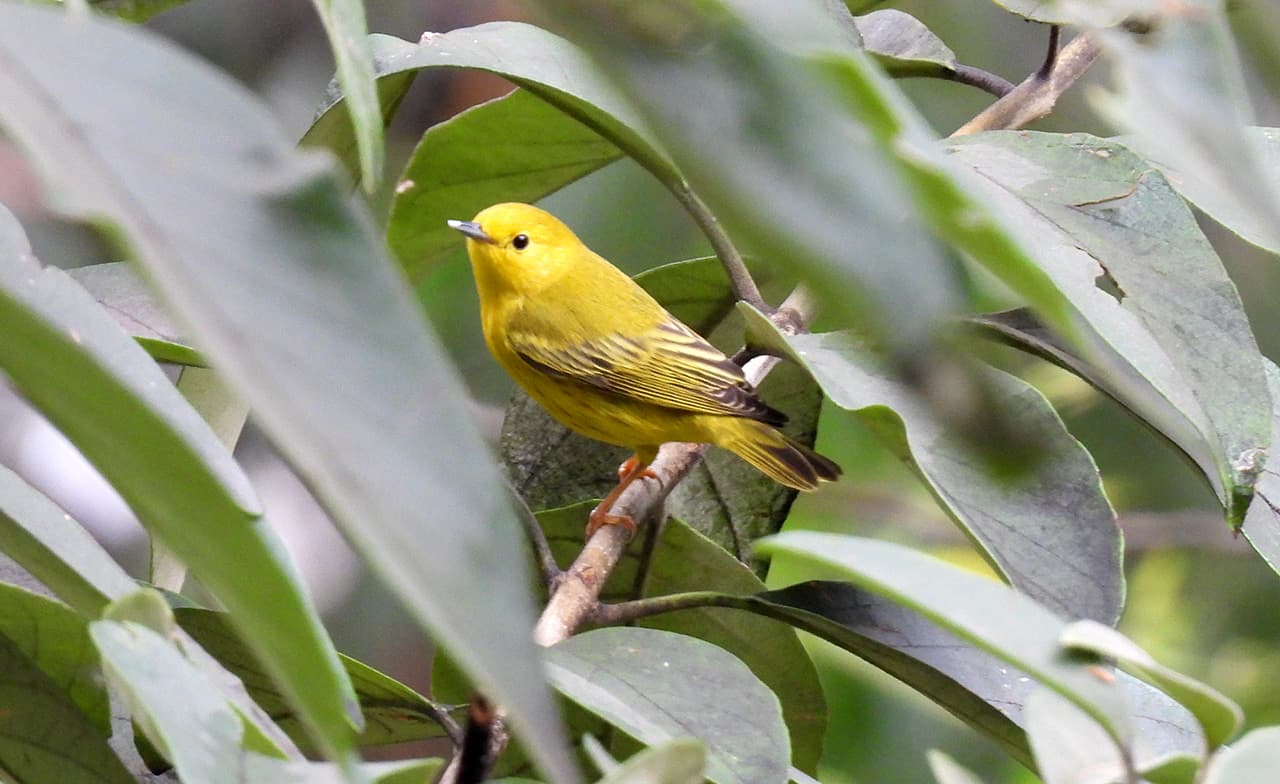 12 aves migratorias fueron avistadas en Medellín