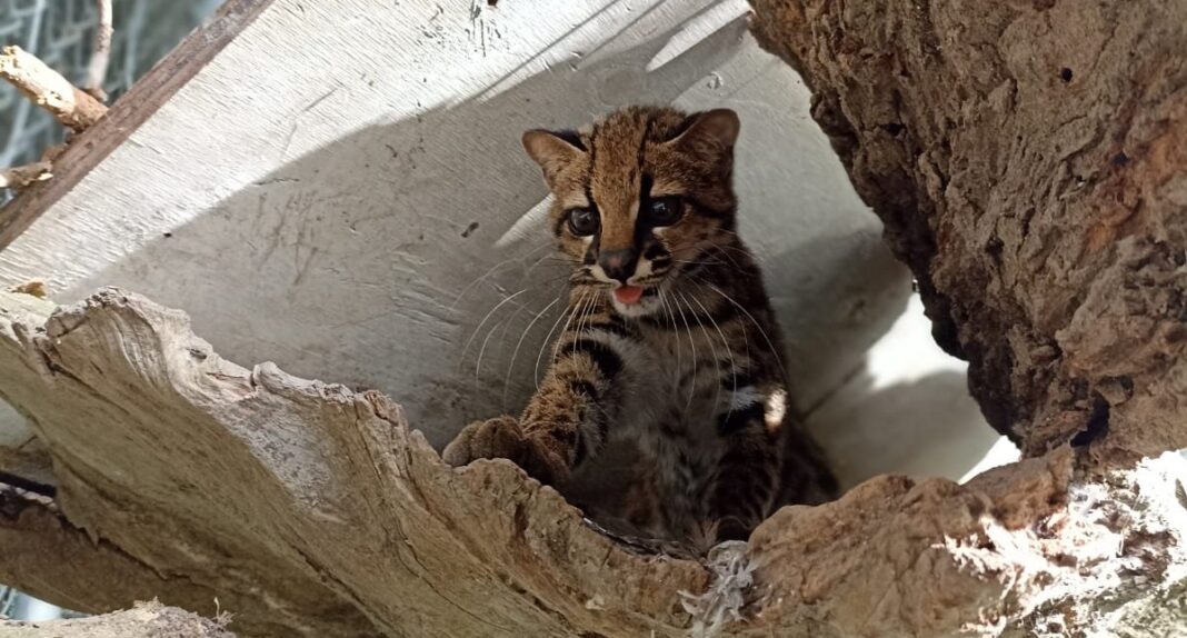 Tigrillo lanudo rescatado por el Área Metropolitana