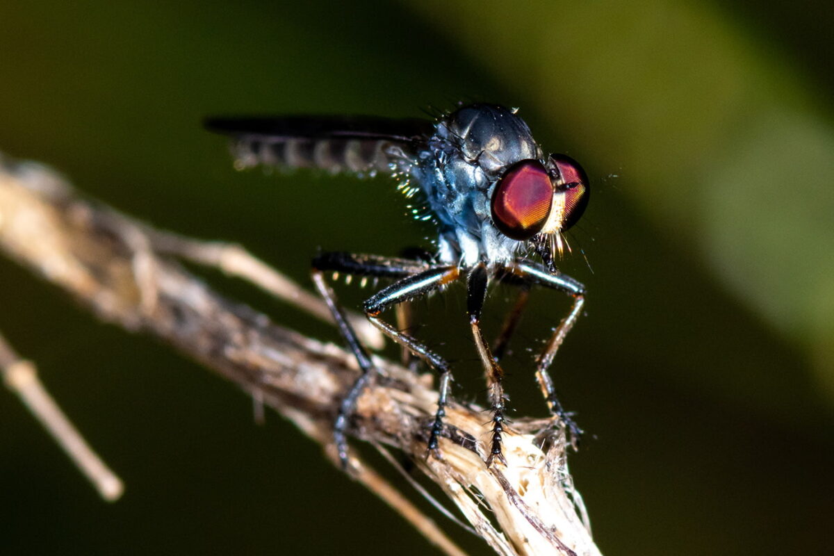 La biodiversidad de Medellín, en todo esplendor