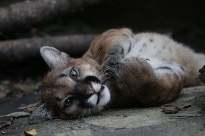 Nueva casa de un puma rescatado en Antioquia