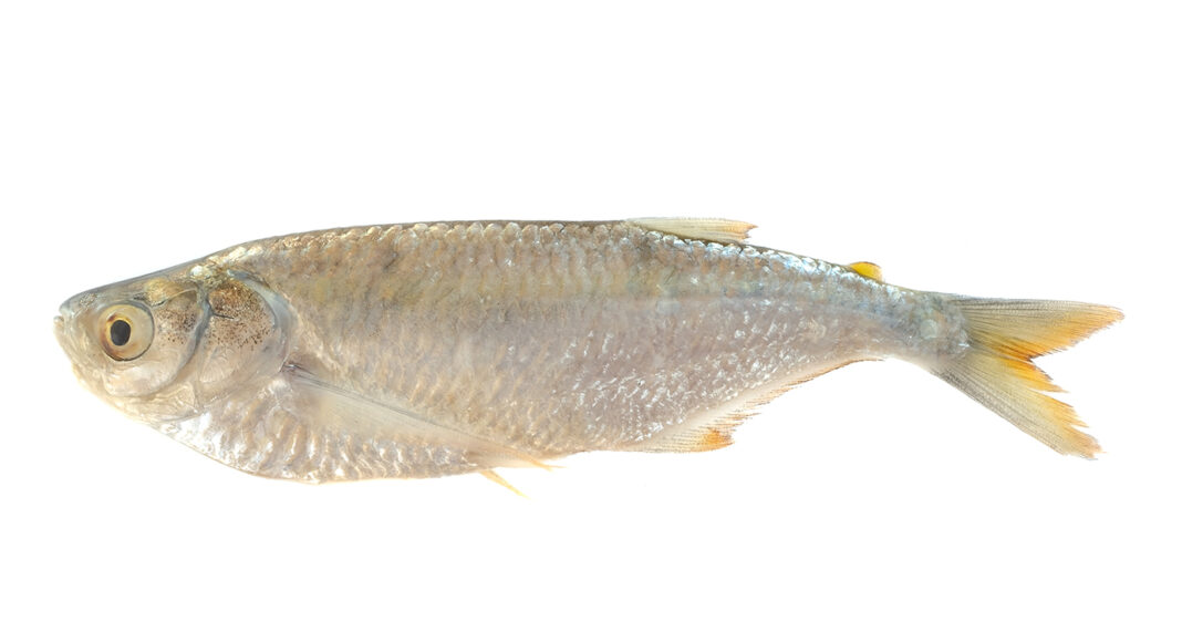 Pesca de agua dulce en Colombia