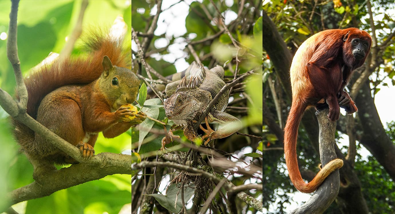 Tráfico ilegal de fauna y flora silvestre en Antioquia