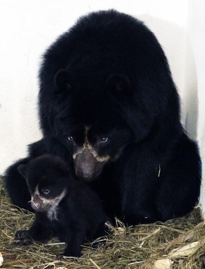 Una cría de oso andino se luce en el Parque de la Conservación