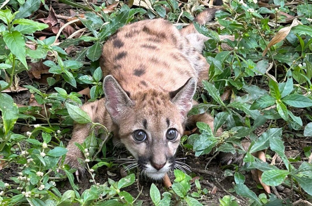 Un puma cachorro fue entregado en Medellín