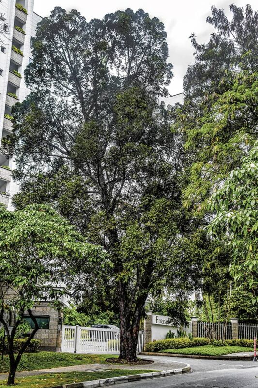 El pino romerón de Doña Eugenia Ángel - Vivir en El Poblado