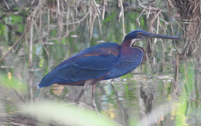 La felicidad de ver un ave inesperada