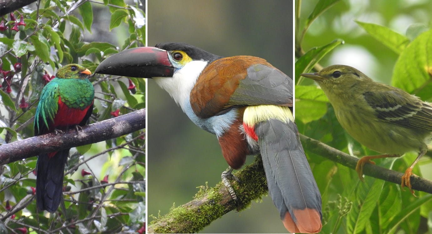 La felicidad de ver un ave inesperada