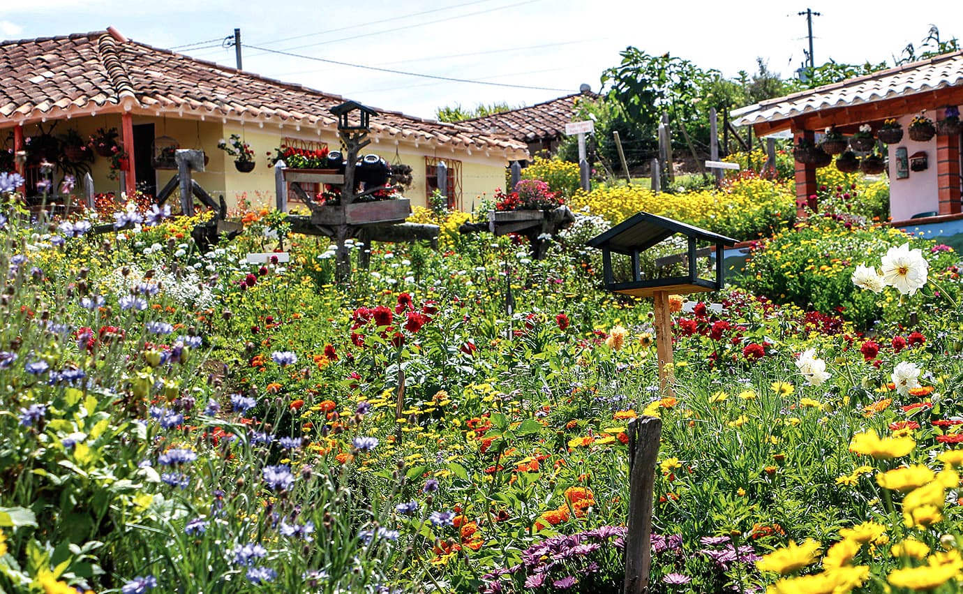 ¿Para qué las flores? Conozca su rol vital en la tierra - Vivir en El ...