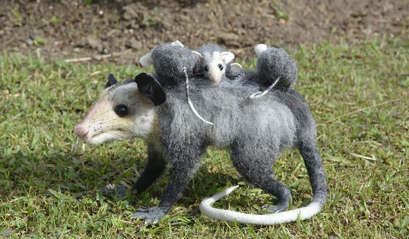 Top 5 de las especies de zarigüeyas más vistas en el Valle de Aburrá ...