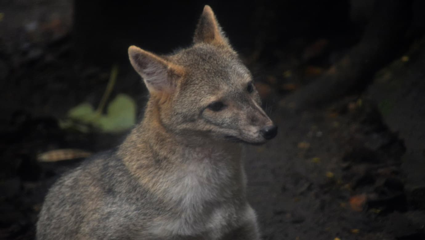 Un zorro perro se pasea por la UdeA - Vivir en El Poblado