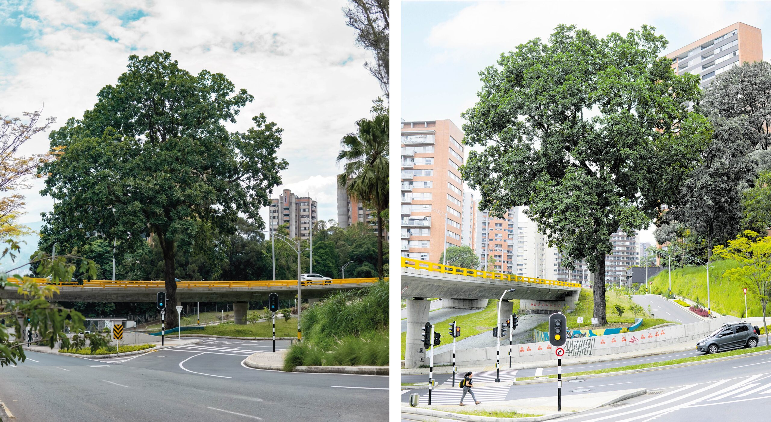 Un caracolí que sobrevive a lo adverso - Vivir en El Poblado