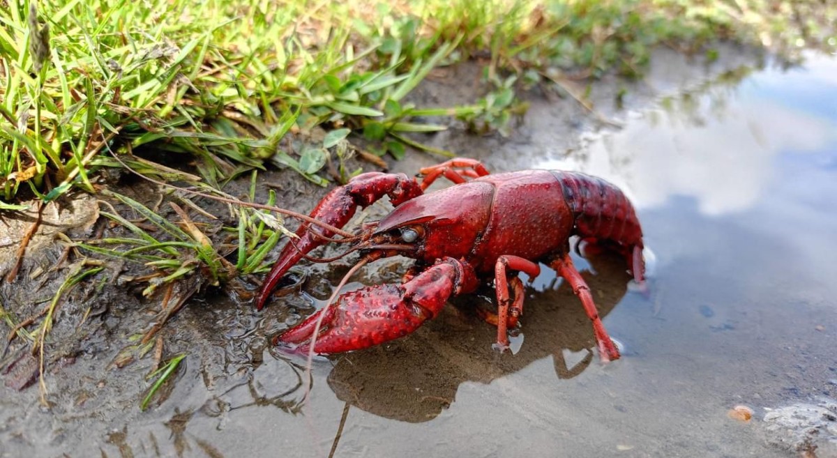 Langostilla de río: una especie invasora a la que se le debe tener ...