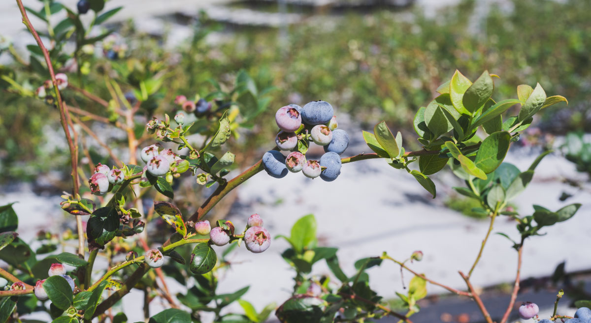 Boom de arándanos azules en el Oriente antioqueño