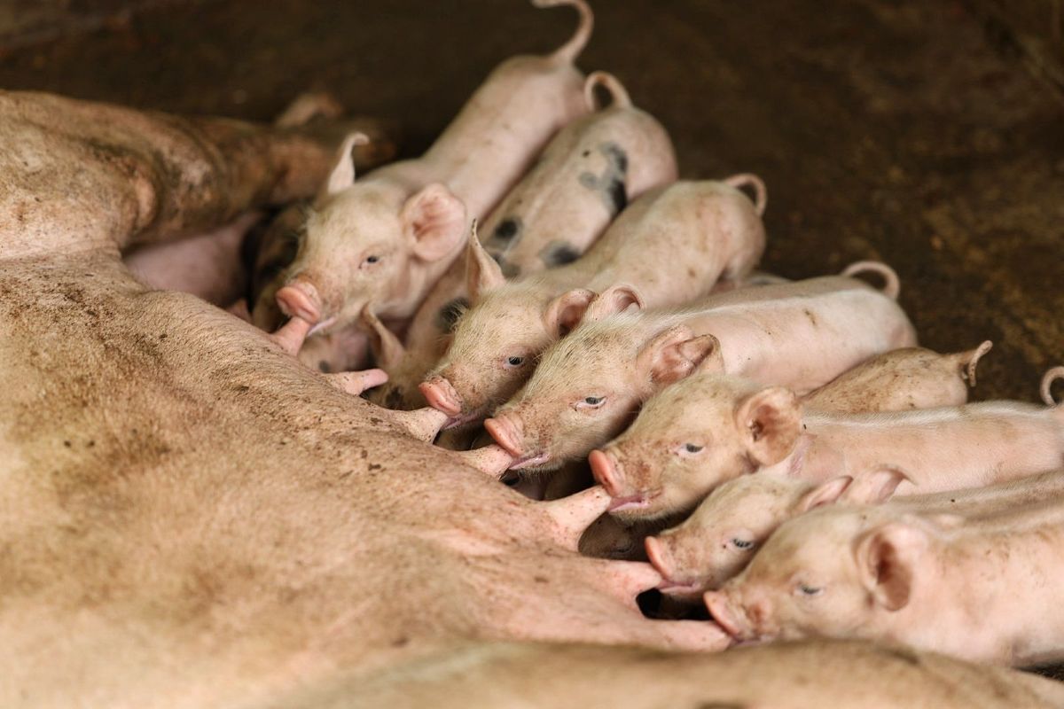 ICA prohíbe ingreso de productos derivados del cerdo provenientes de ...