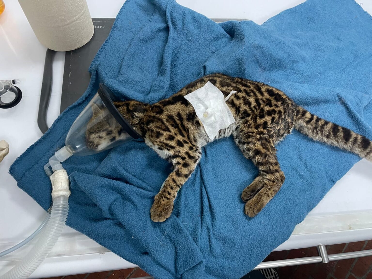 Tigrillo lanudo rescatado en Itagüí conserva opción de volver a su ...