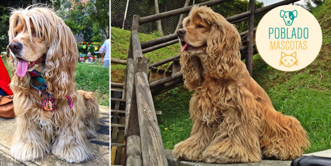 Alicia, una Cocker Spaniel Americana muy creída - Vivir en El Poblado