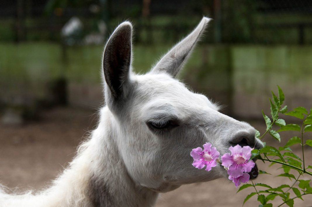 Significado de la alborada decembrina en Medellín